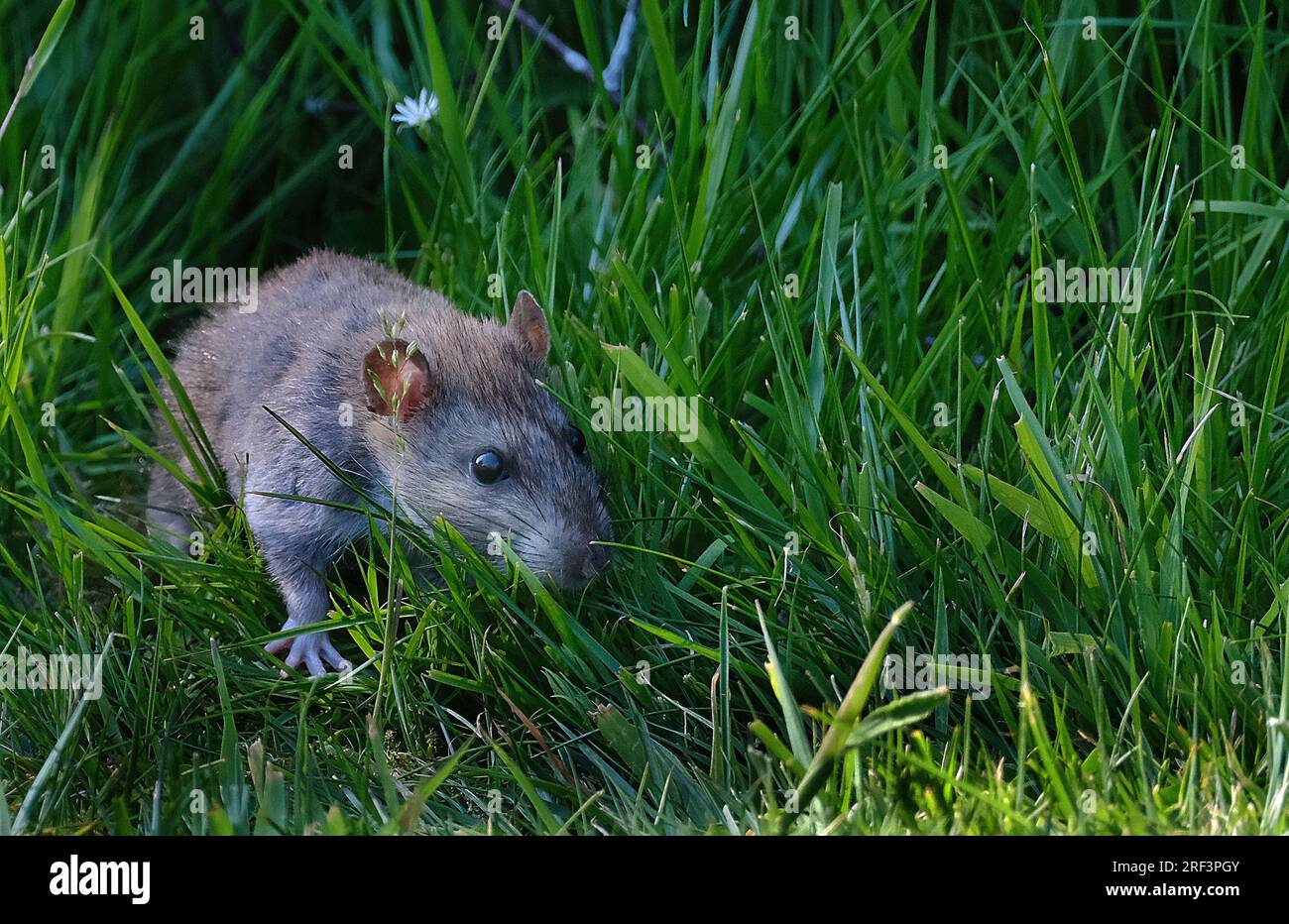 Various rodent species hi-res stock photography and images - Alamy