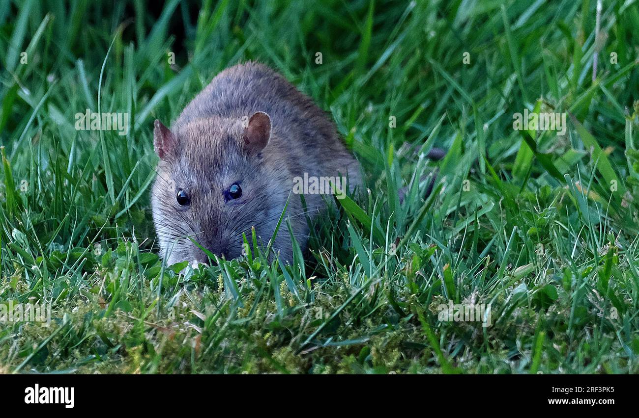 Medium sized rodents hi-res stock photography and images - Alamy
