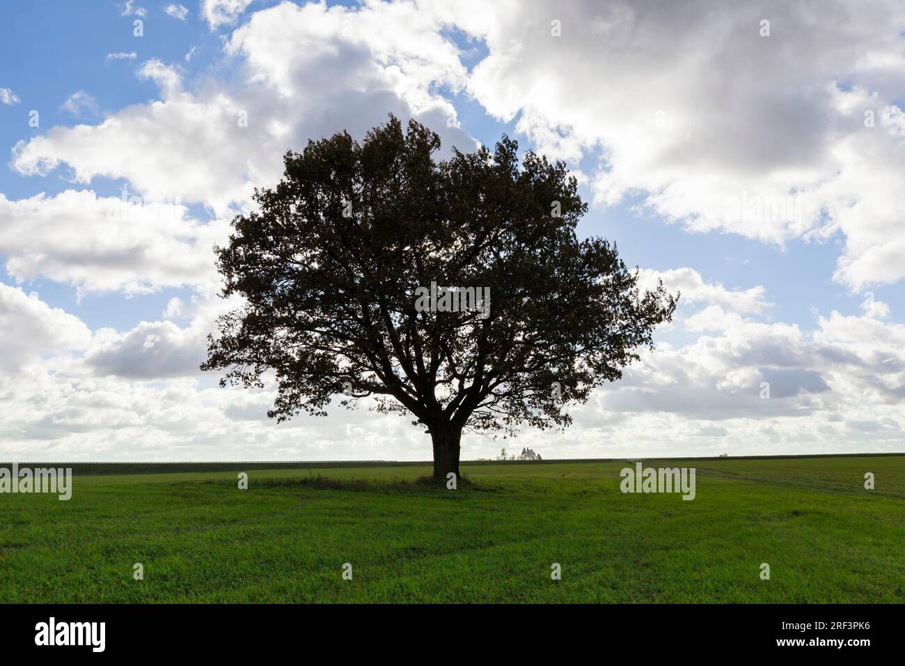 one lone tree growing in a desert area, the tree is tall and stands out ...
