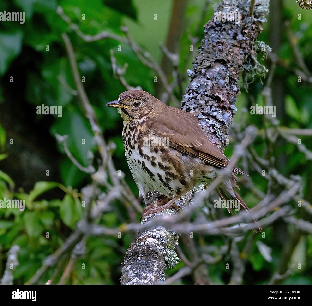 The song thrush is a thrush that breeds across the West Palearctic ...