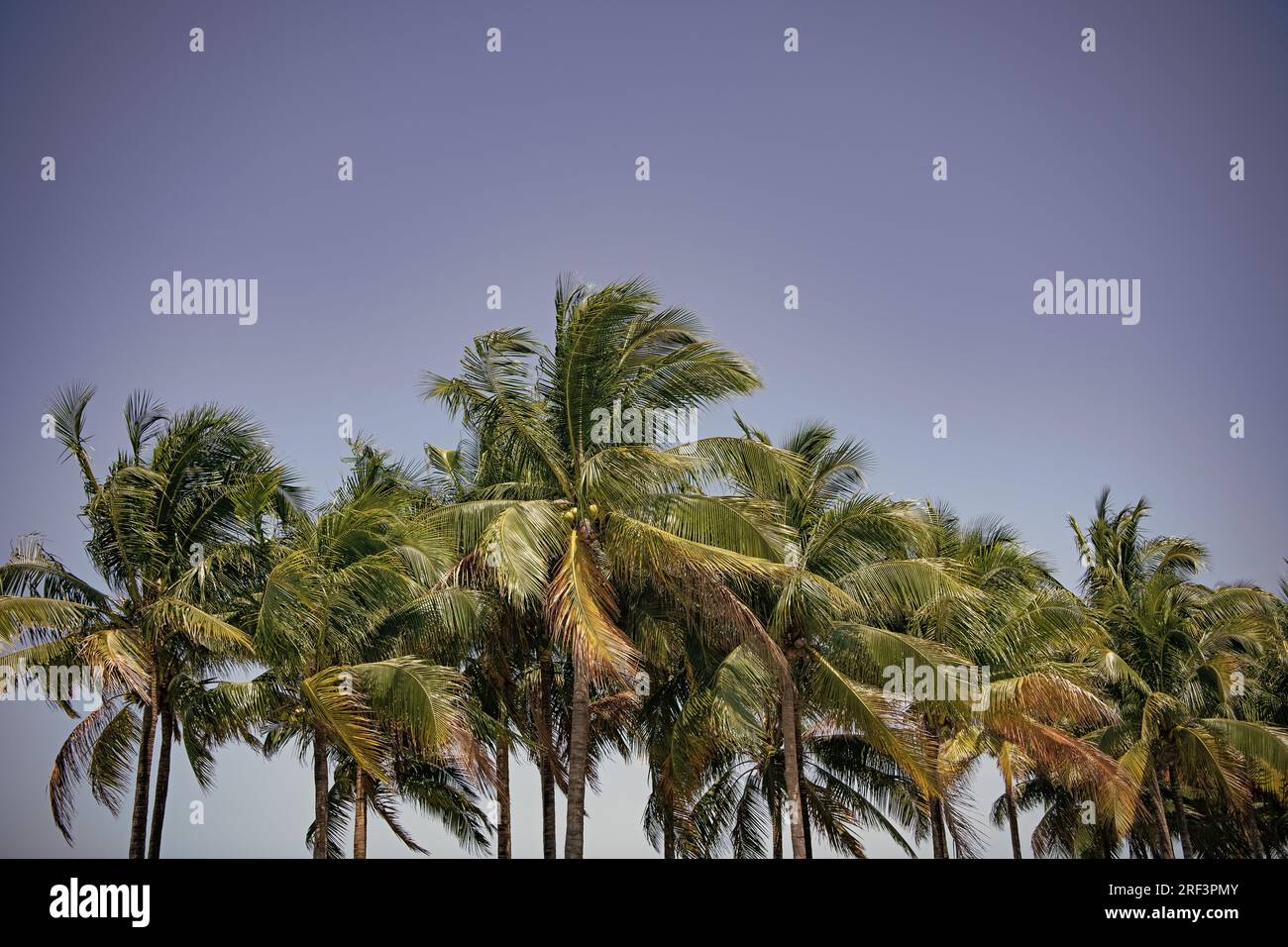 tropical summer palm tree. tropical summer palm tree on sky. tropical ...