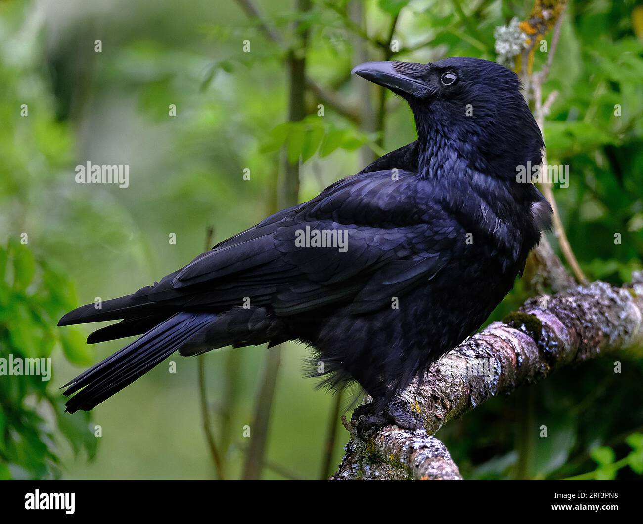 A crow is a bird of the genus Corvus, or more broadly a synonym for all ...