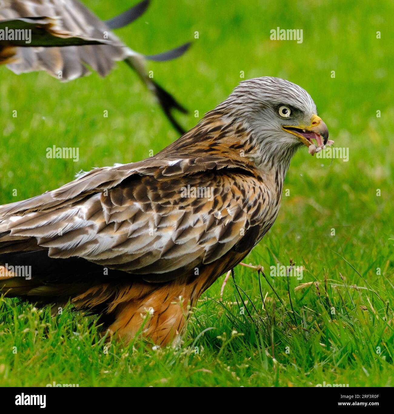 Flock of eagles hi-res stock photography and images - Alamy