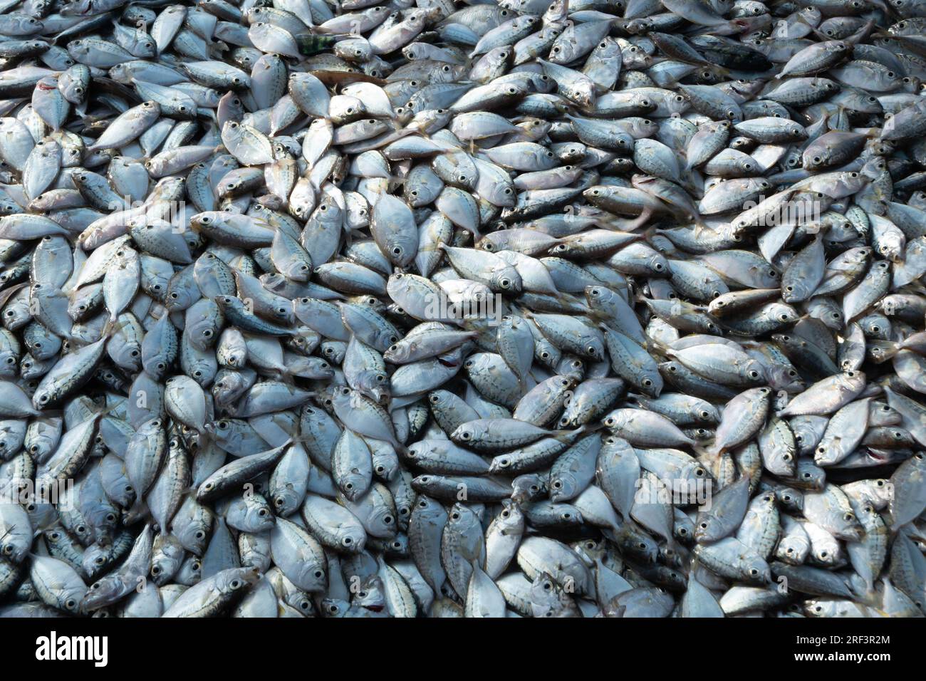 Many fresh small healthy closeup silver raw uncooked sardine anchovy ...