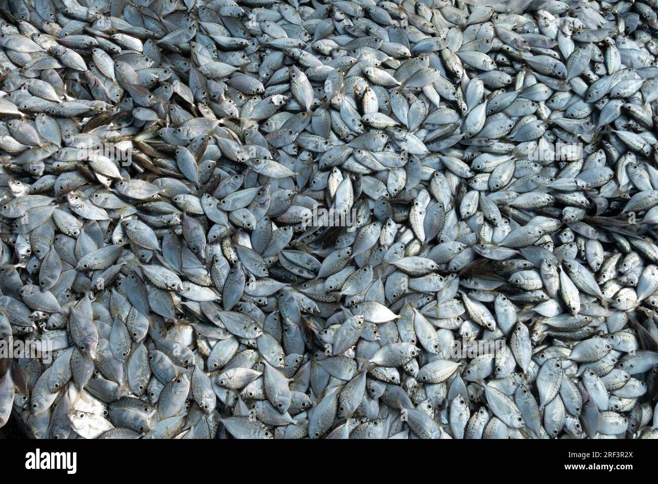 Many fresh small healthy closeup silver raw uncooked sardine anchovy ...