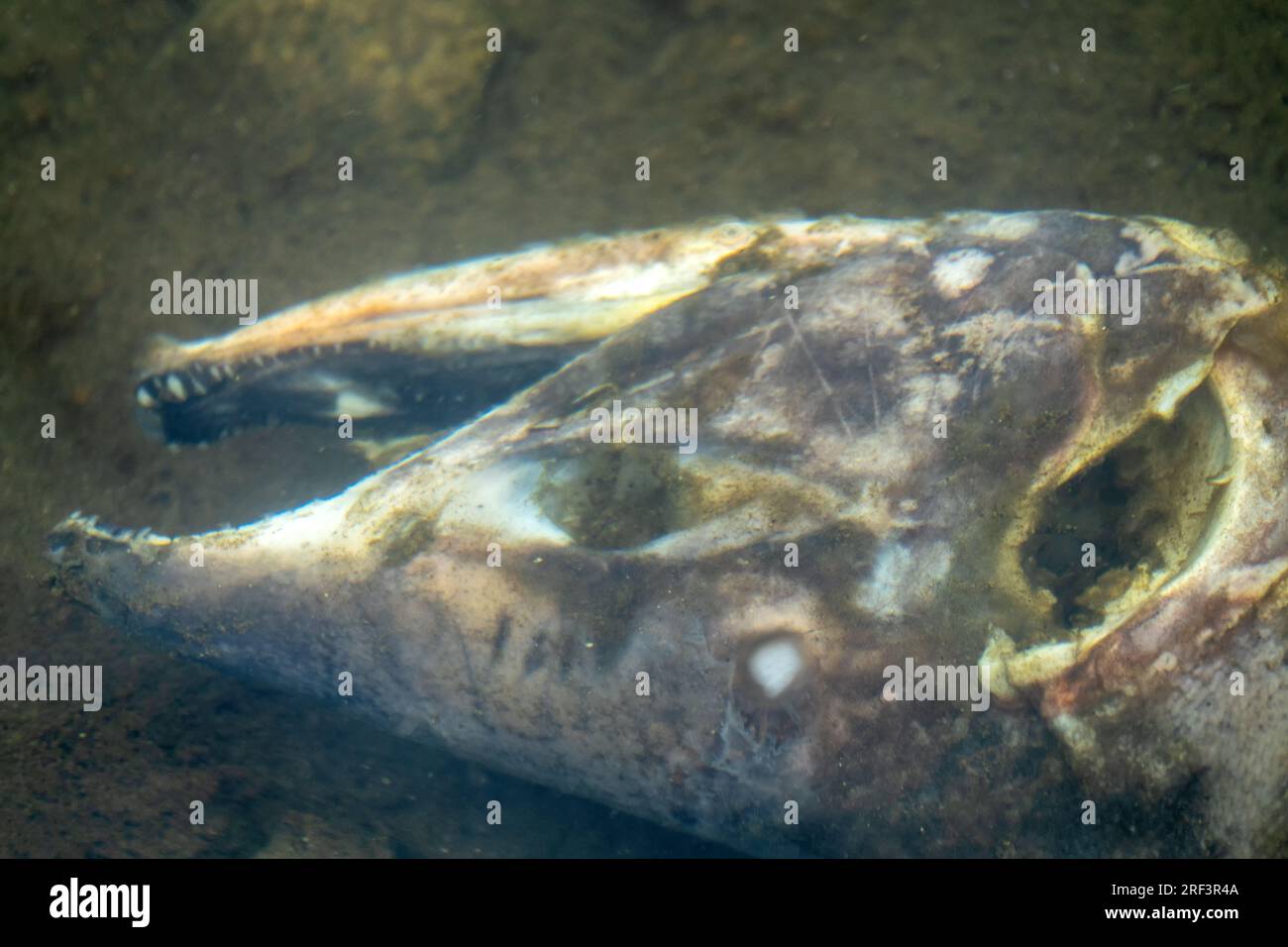 Salmon died after the reproductive function. Carcasses of fish rot ...