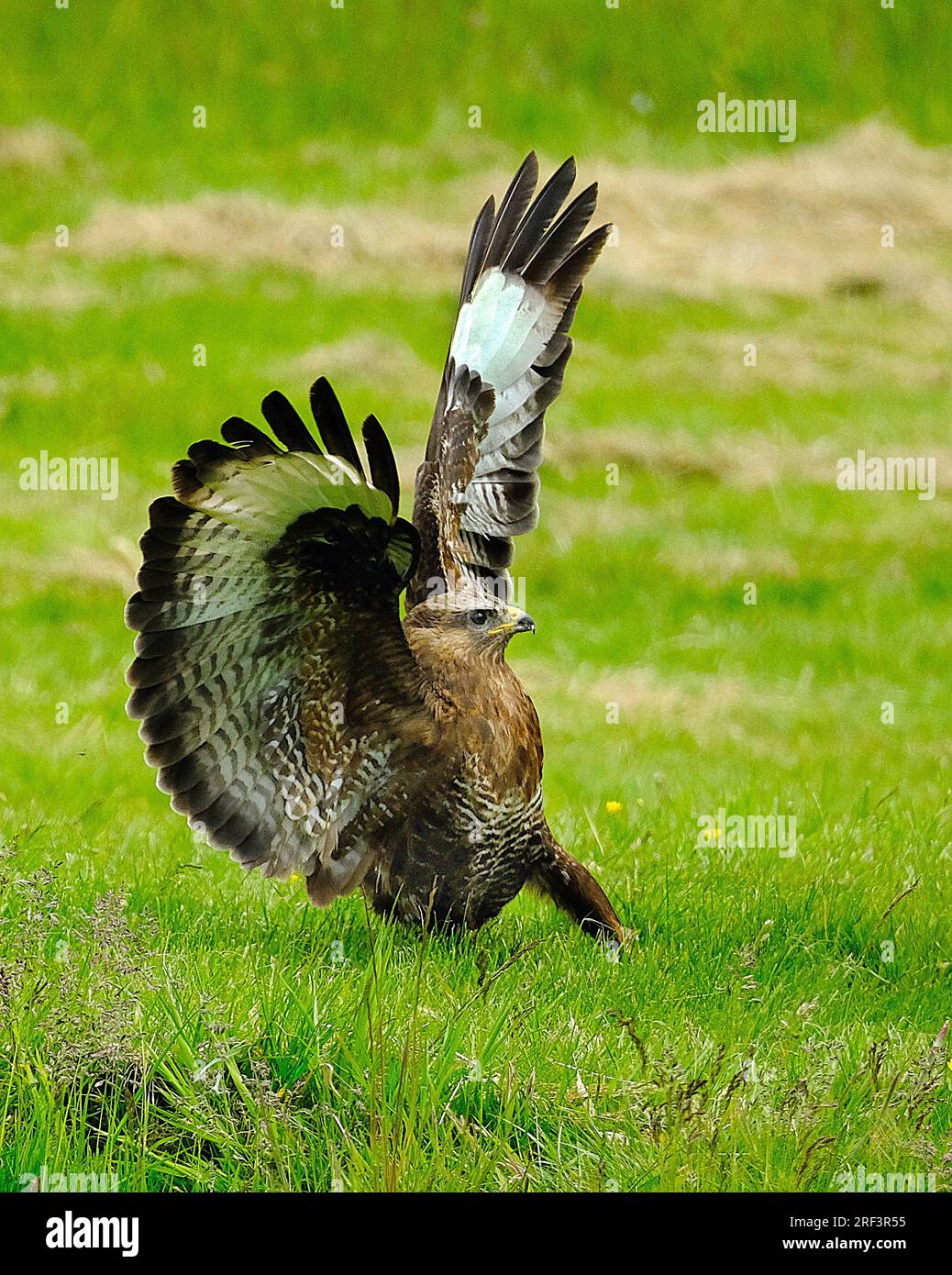 Buzard in defensive pose feeding with red kites Stock Photo - Alamy