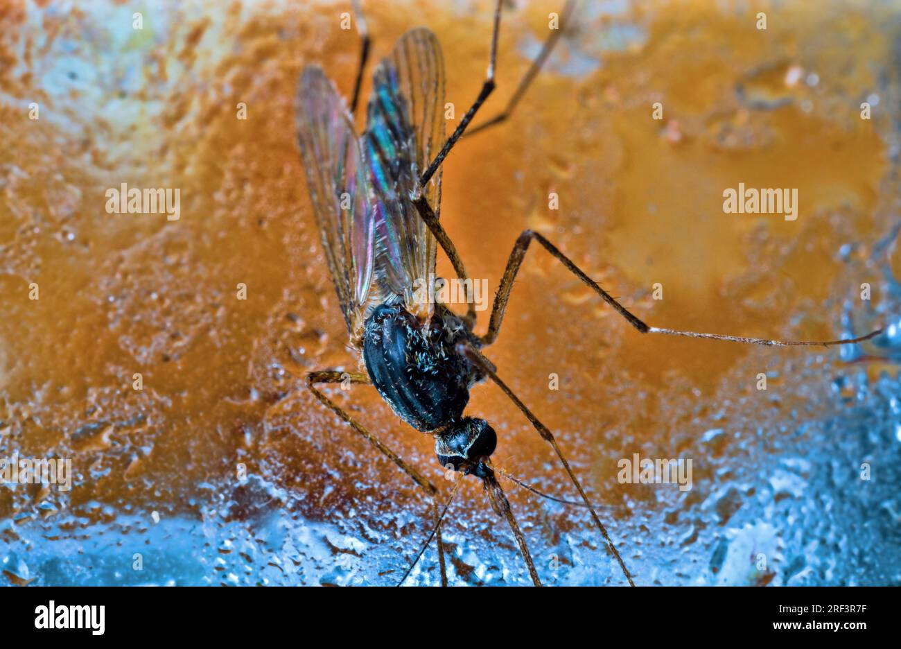 A mosquito on the fogged window glass. . Macro extrem closeup insect ...