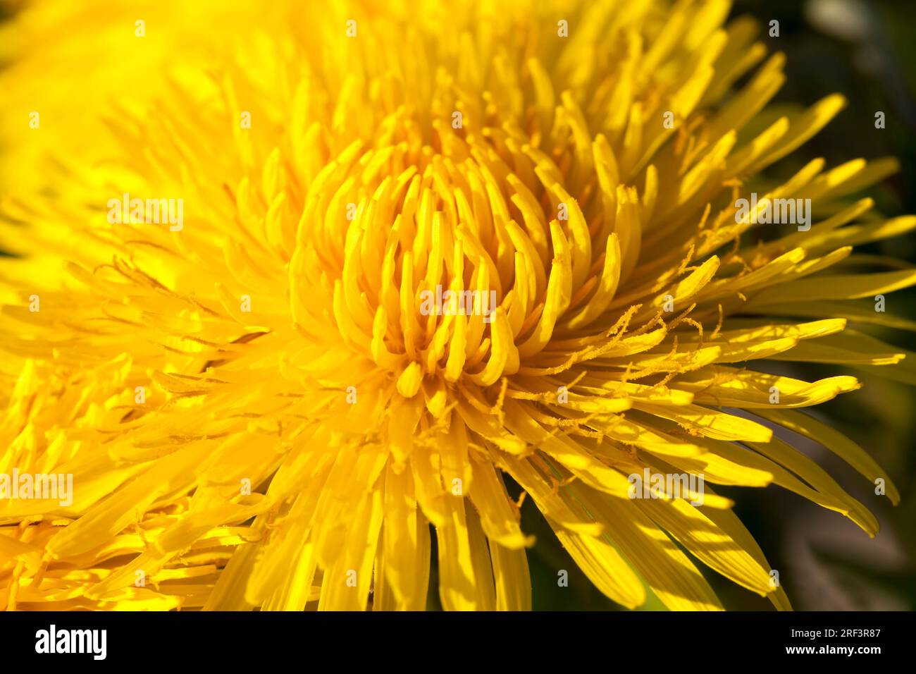 inflorescence of yellow fresh dandelions in the field, spring season ...