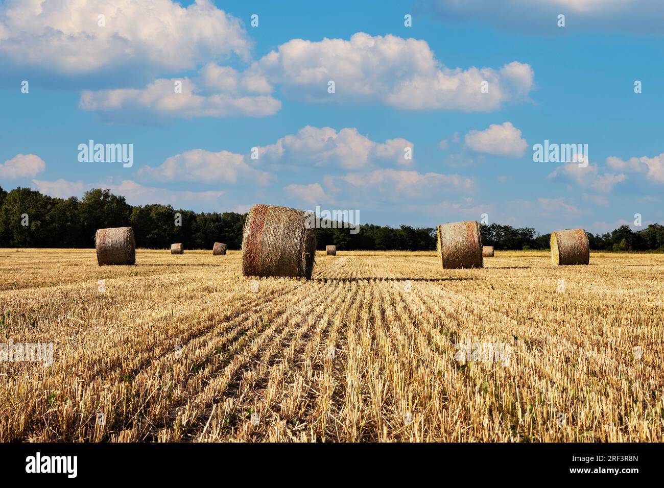 Agriculture, wheat field with straw bales Stock Photo - Alamy