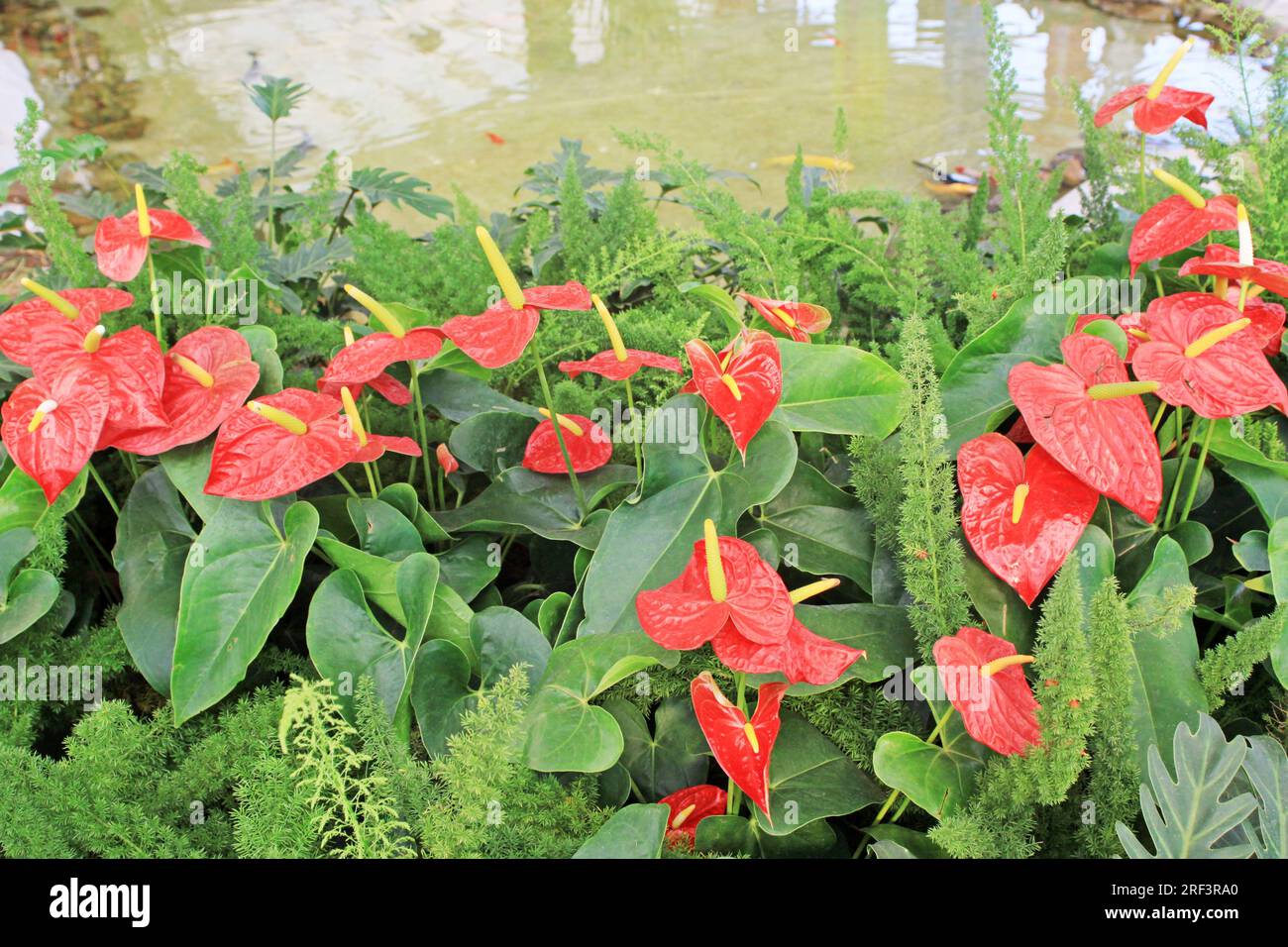 closeup of pictures, flowers looks very beautiful Stock Photo - Alamy