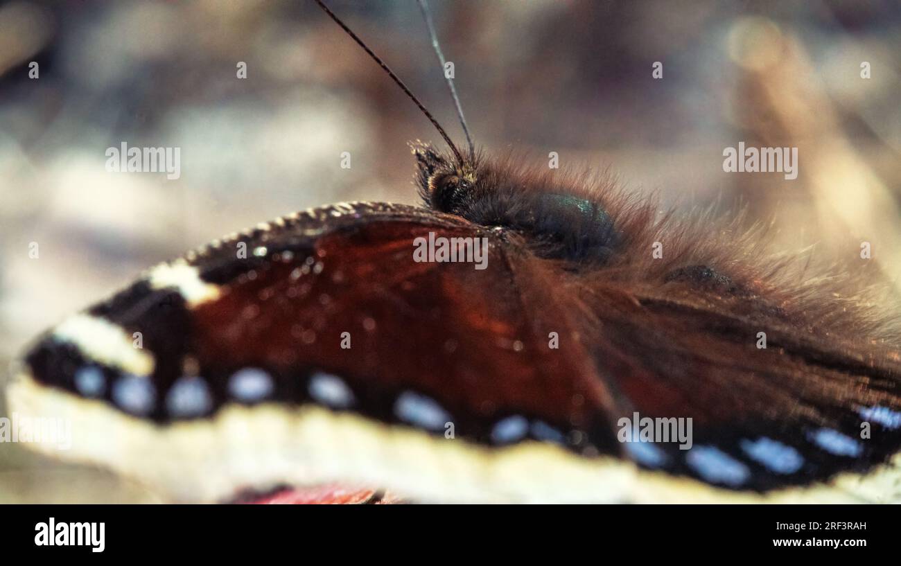 Camberwell beauty (Vanessa antiopa). Mourning-cloak butterfly after ...
