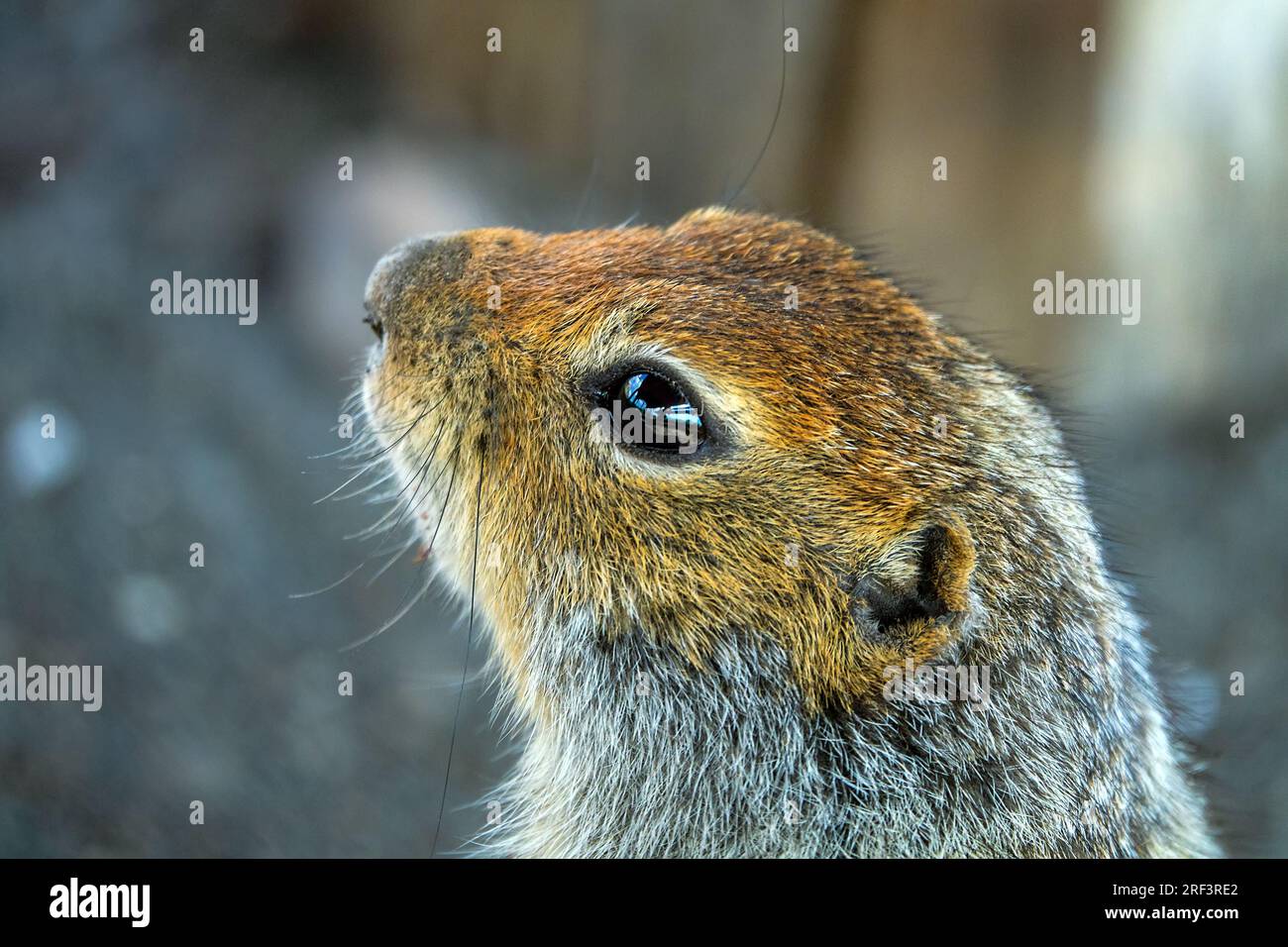 Arctic ground squirrel (Citellus parryi) in Kamchatka it lives on ...