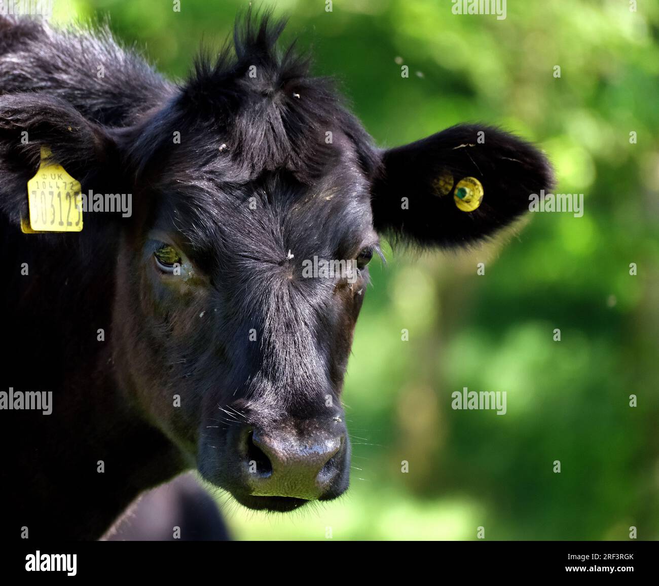 Cattle are large, domesticated, bovid ungulates. They are prominent ...