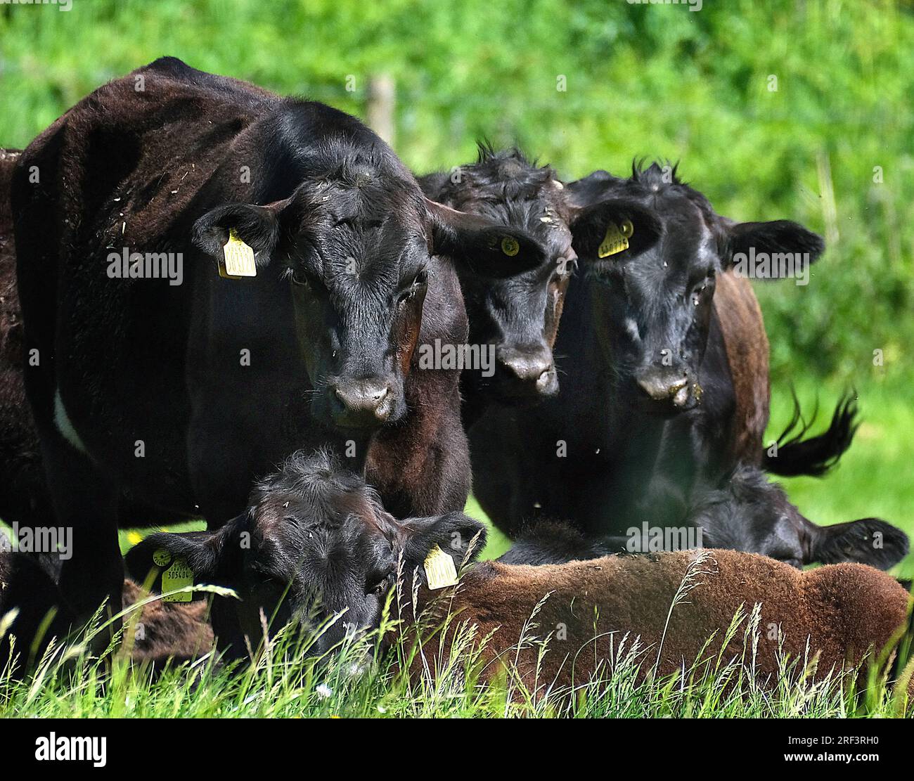 Cattle are large, domesticated, bovid ungulates. They are prominent ...