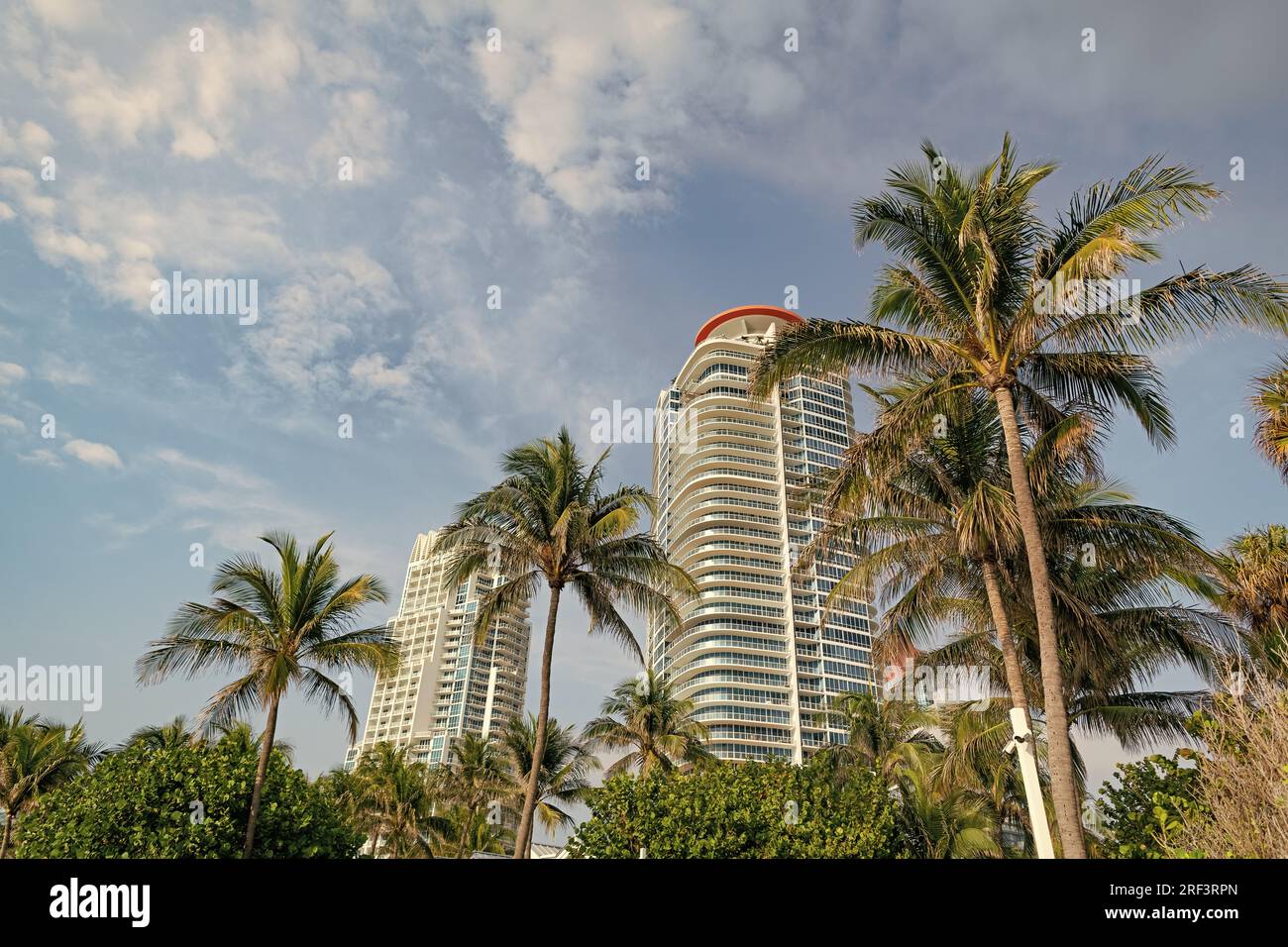 skyscraper building with palms. skyscraper building in miami ...