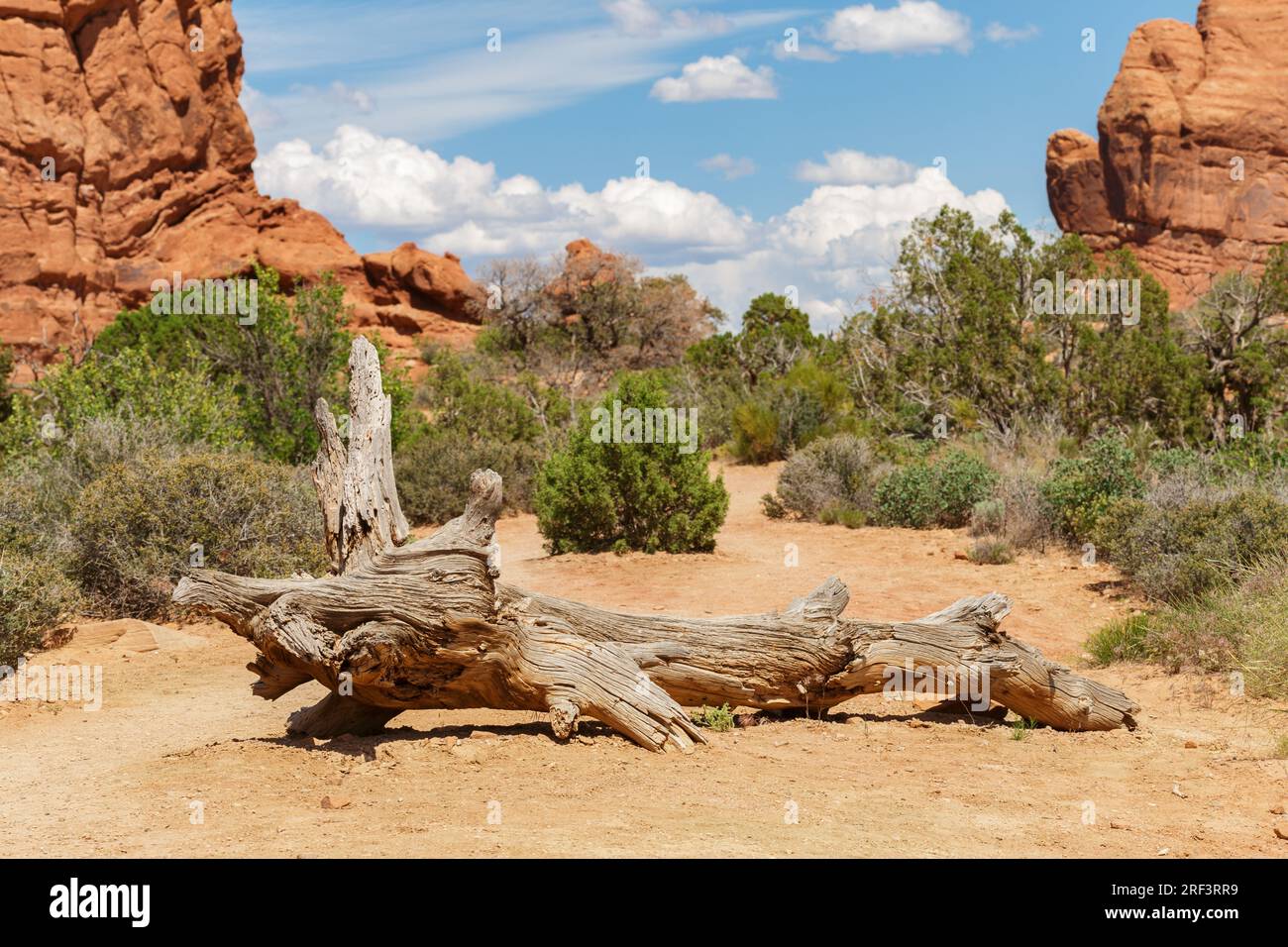 Typical landscape of Utah with Dry Tree Trunk Lying on the Ground among ...
