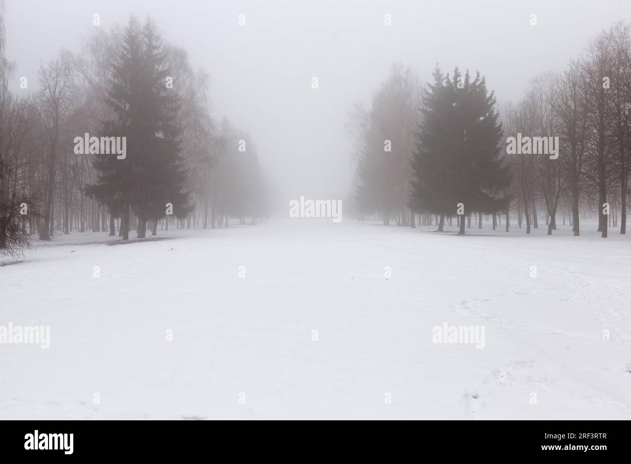 trees in winter in haze, winter fogs and trees and other plants, snow ...