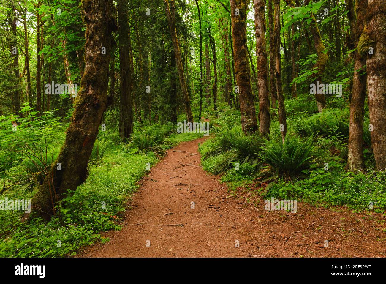Curvy Trail Shaded by Majestic Trees in Lacamas Park, Washington State ...