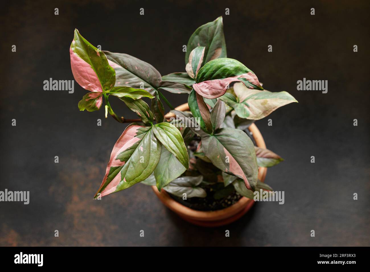Syngonium Podophyllum Pink Splash Red Spot Potted Plant over Dark ...