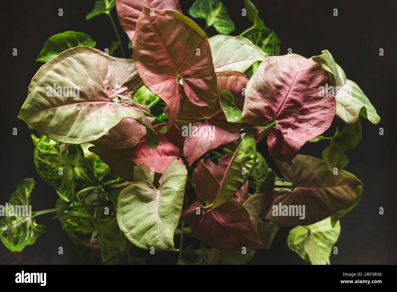 Syngonium Podophyllum Red Heart Plant with Pink Heart-Shaped Leaves ...