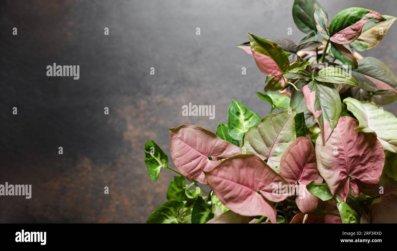 Syngonium Podophyllum Mix with Red Heart, Pink Splash and White ...