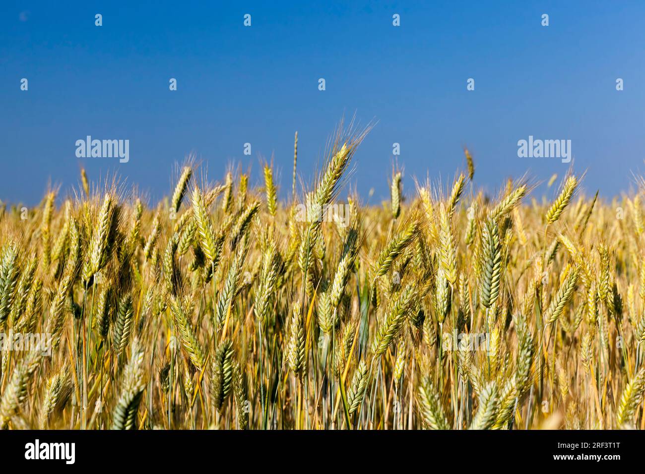 agricultural field where green rye grows, farming for grain harvest ...