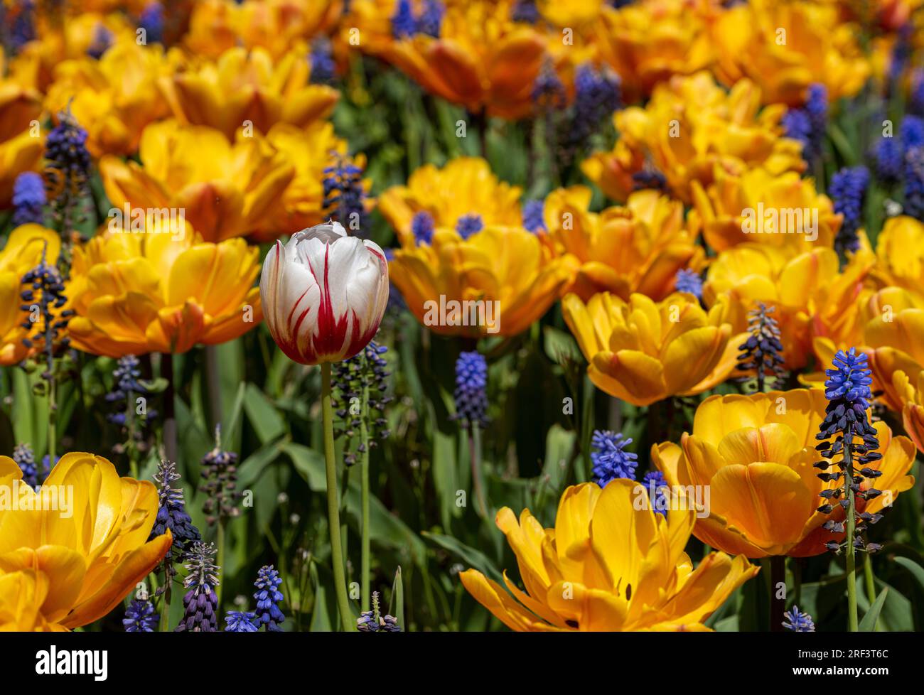 Lily tulpe hi-res stock photography and images - Alamy