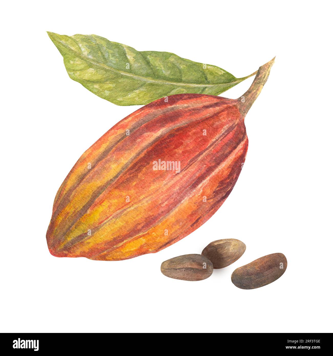 Watercolor illustration of red cocoa fruit with leaf and beans ...
