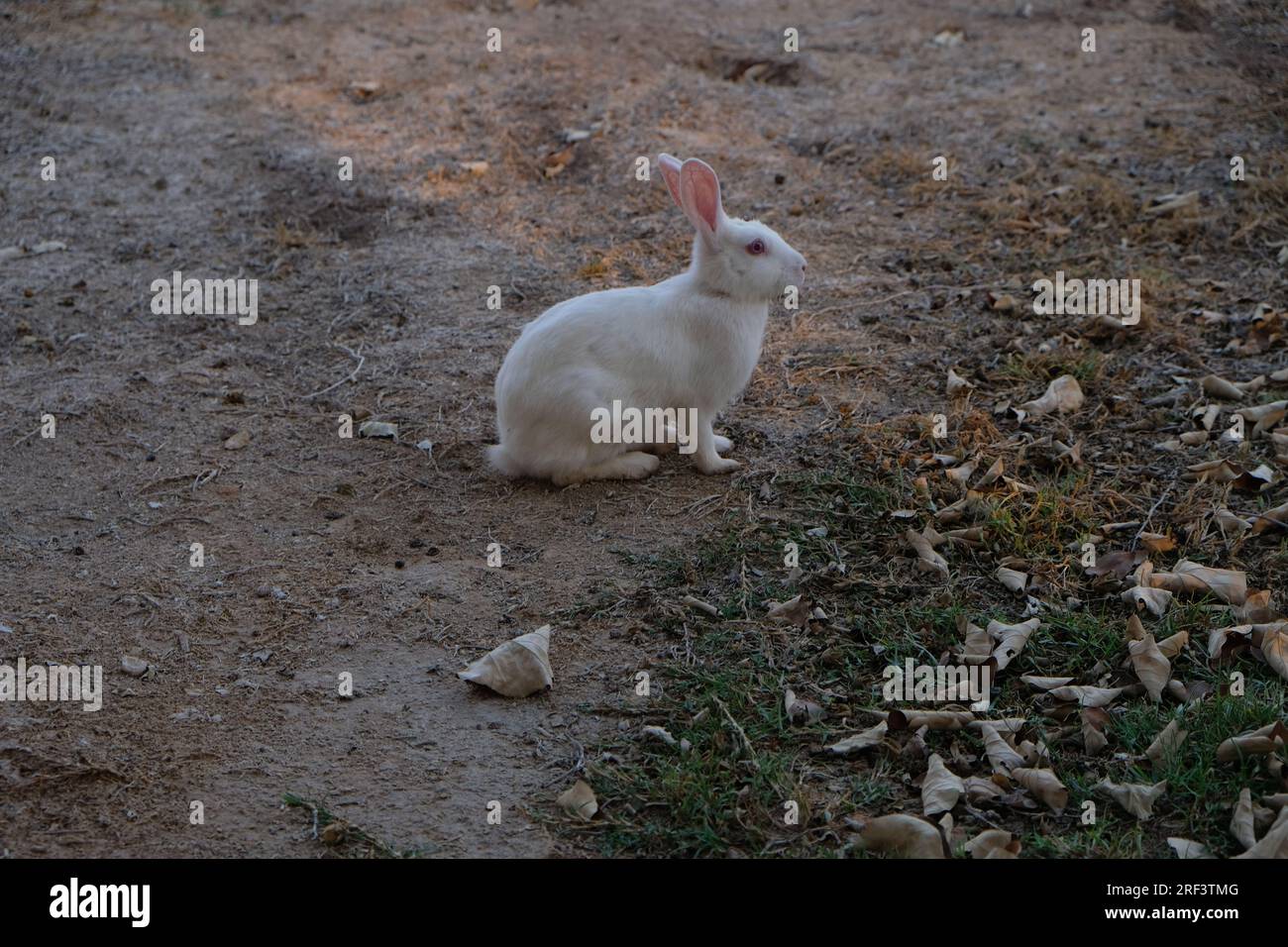 White Rabbit on the Ground Whitin the Leafs Stock Photo - Alamy