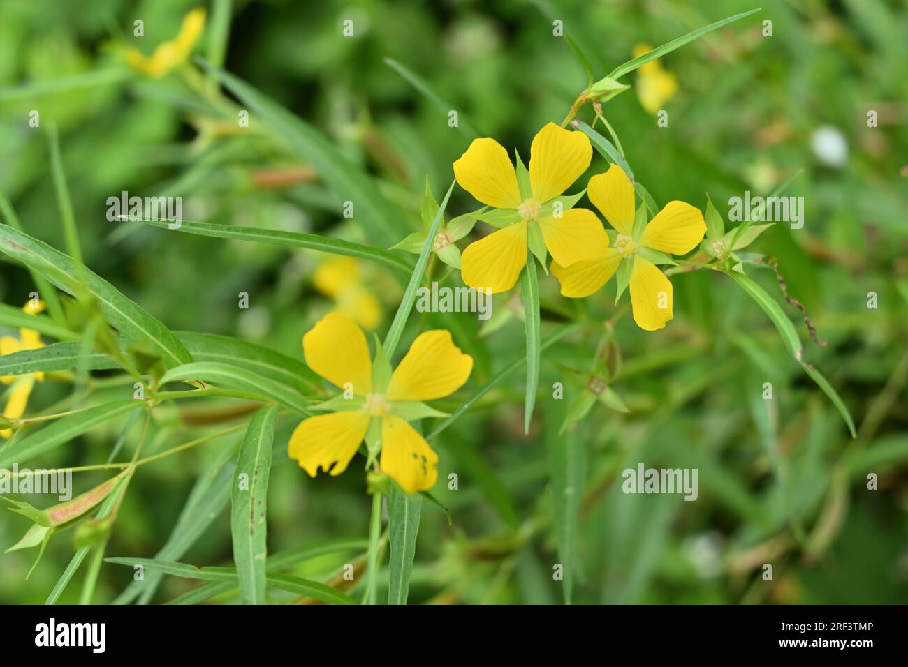 Top view of a yellow color flower of a Willow Primrose (Ludwigia ...
