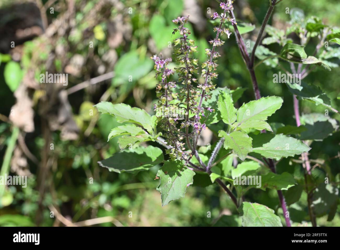 Tulsi plant hi-res stock photography and images - Alamy