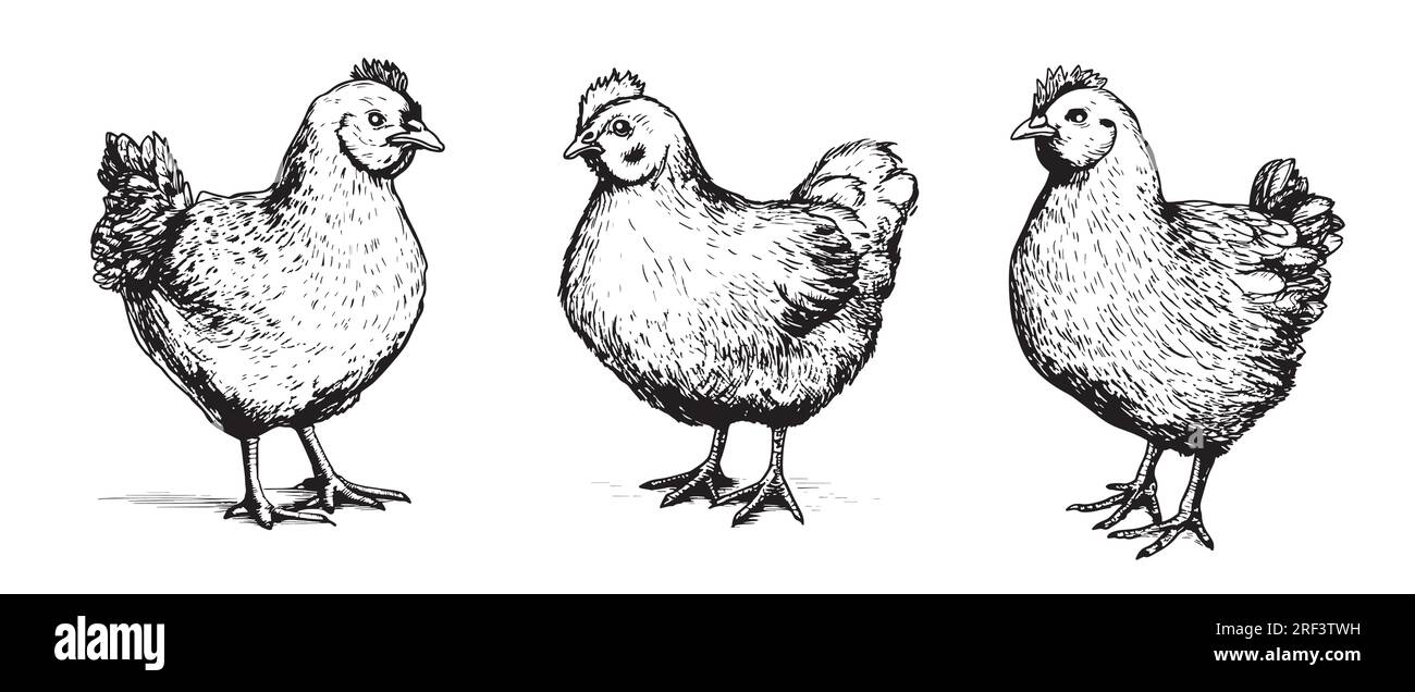 Little farm chickens hen hand drawn sketch Vector Stock Vector Image ...
