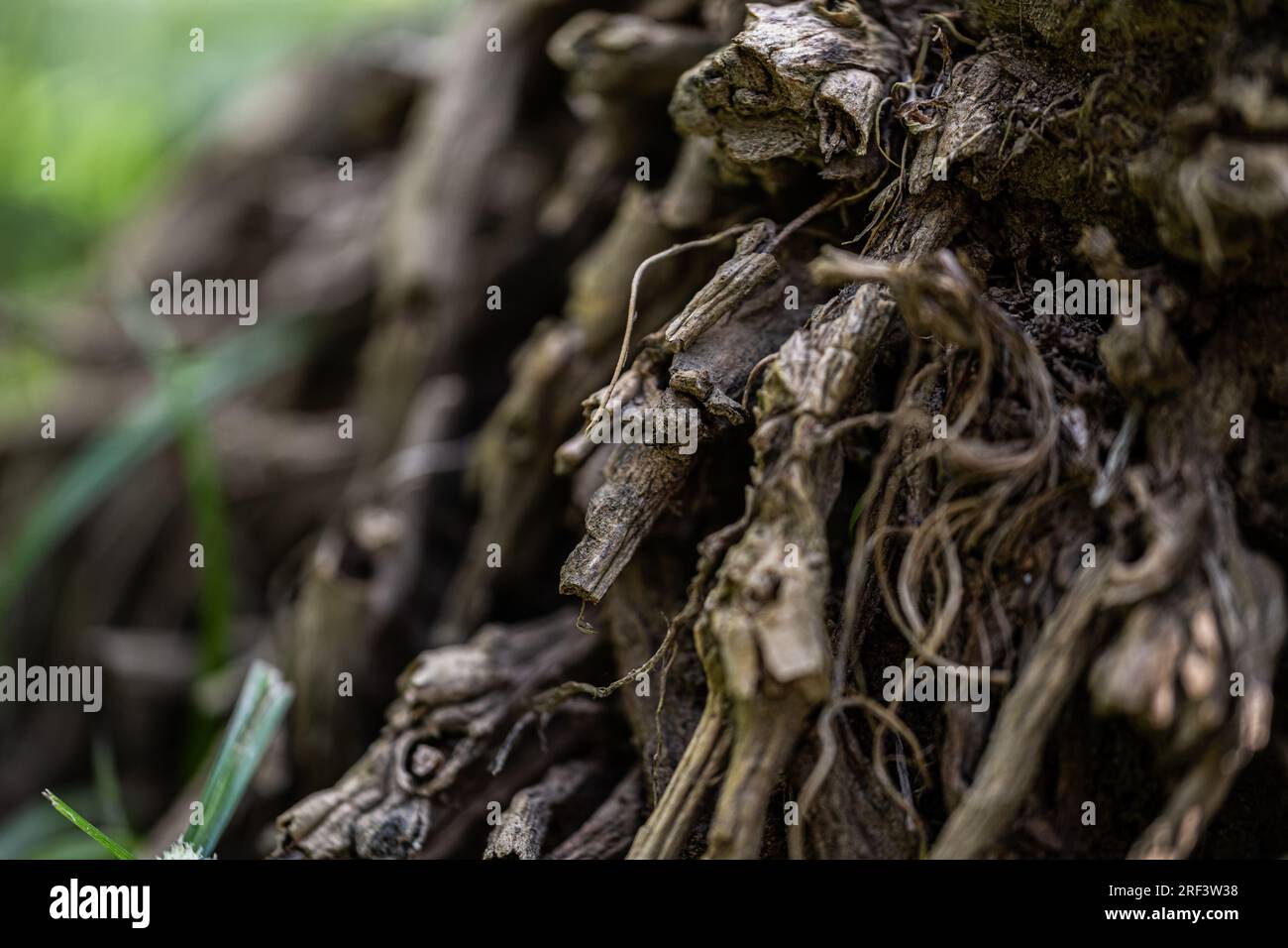rotten tree roots in the forest Stock Photo - Alamy