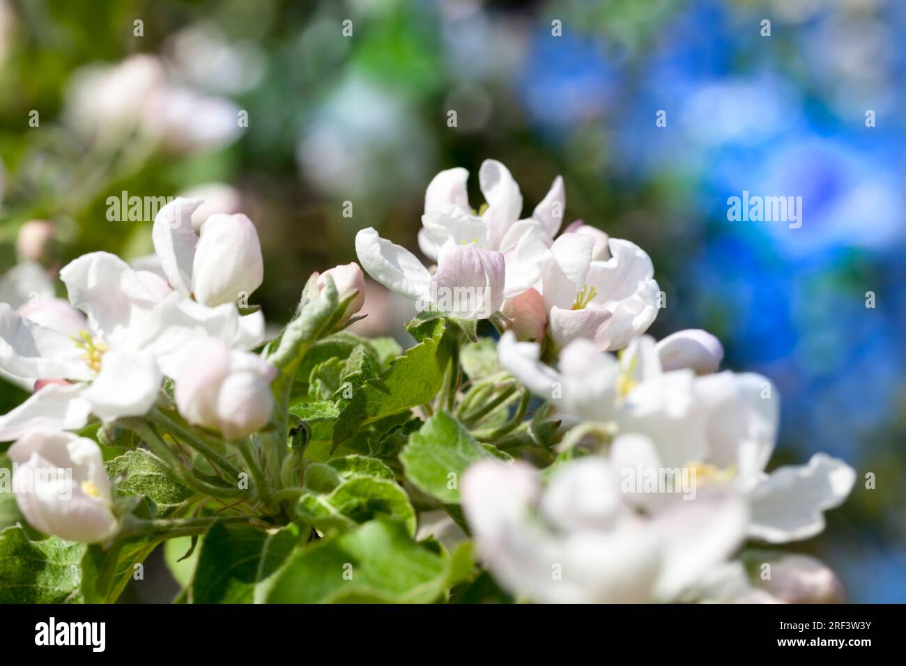 flowering trees in the orchard in the spring season during flowering ...