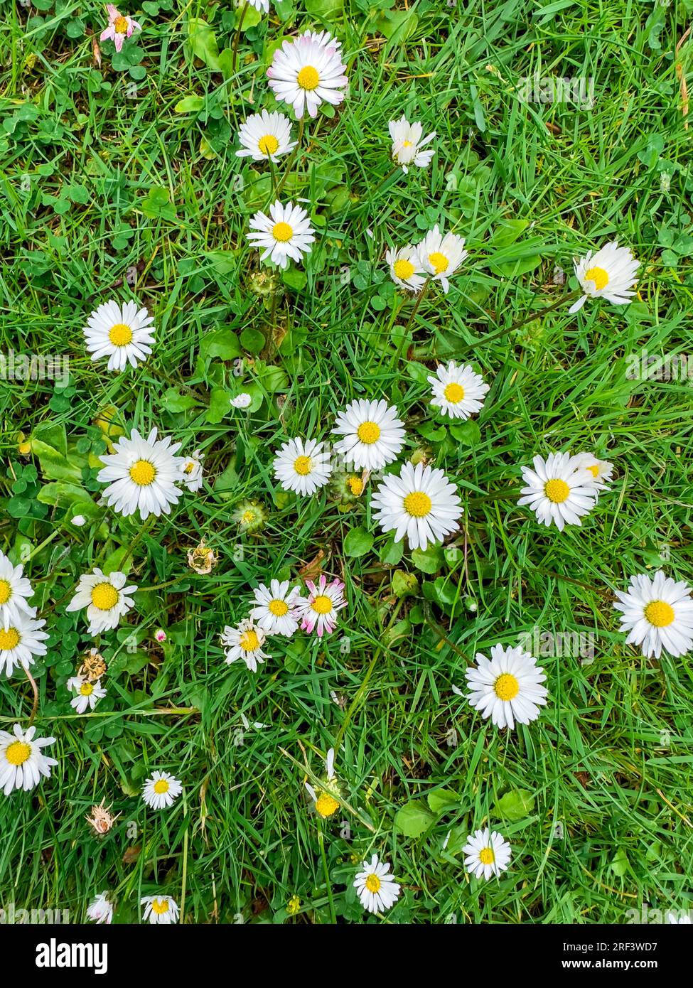 Surface of green grass with daisies seen from above Stock Photo - Alamy