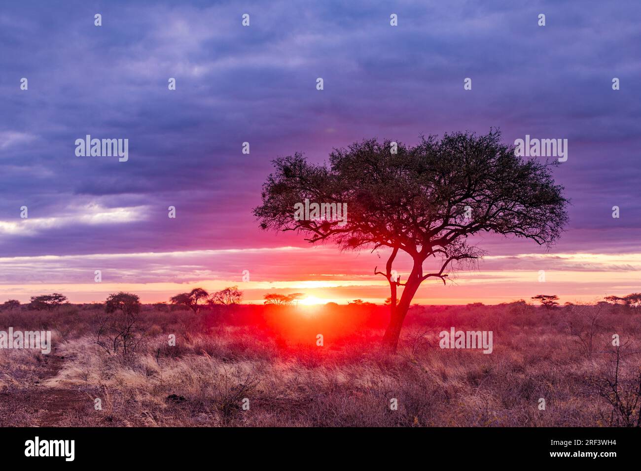 Sunset Sun downer magical Kenyan East African in Meru National Park has ...