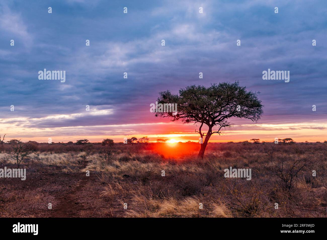 Sunset Sun downer magical Kenyan East African in Meru National Park has ...