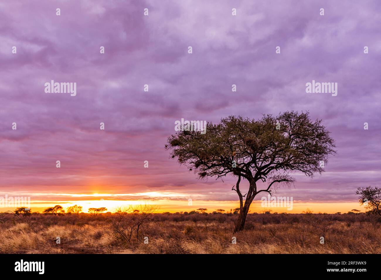 Sunset Sun downer magical Kenyan East African in Meru National Park has ...