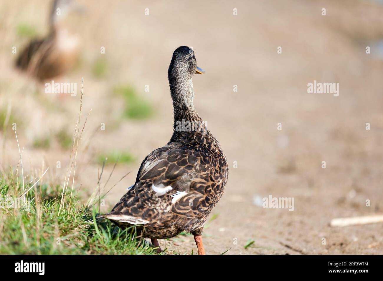 wild ducks in nature in summer or spring, the ducks are free and have ...