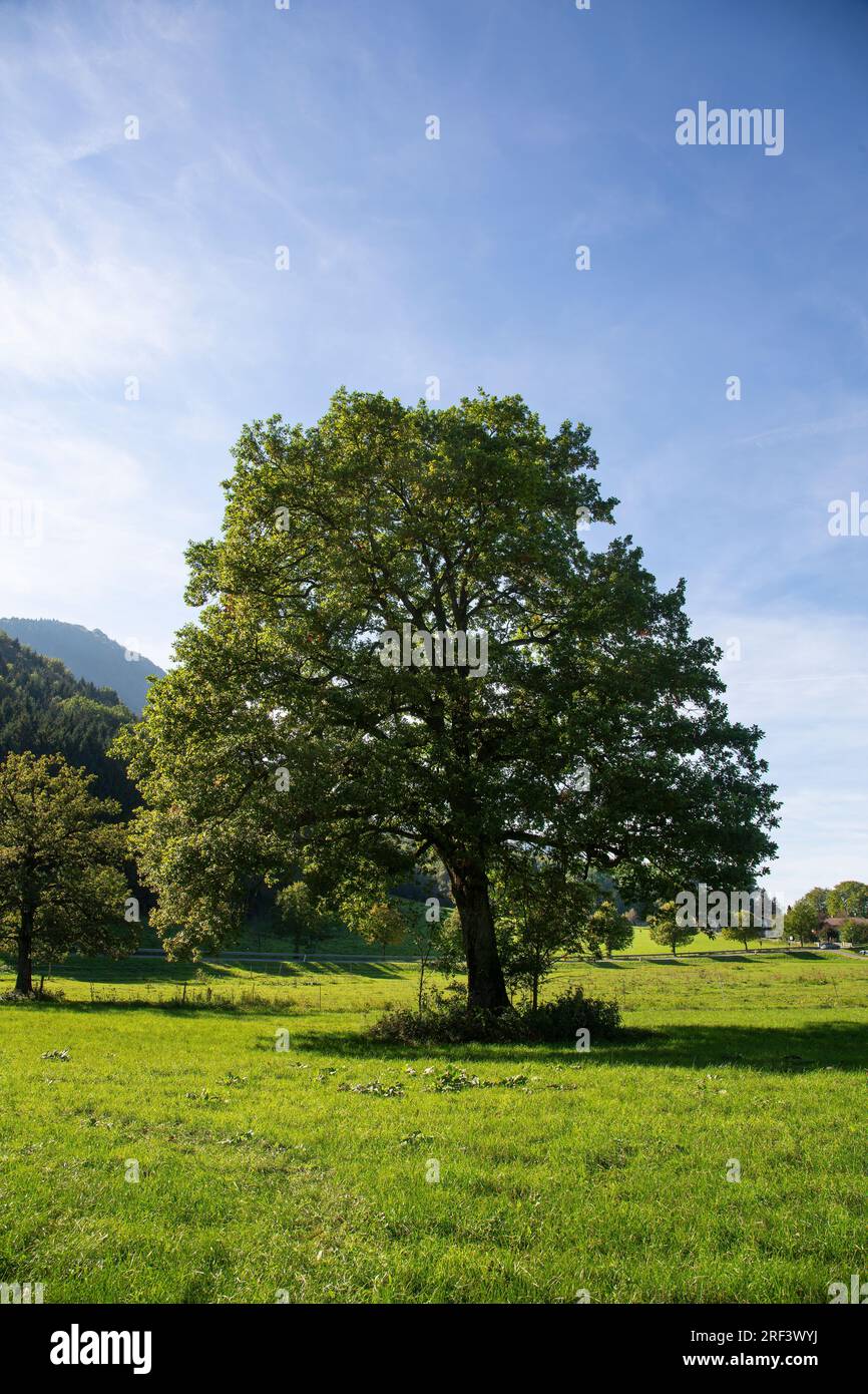 Beautiful oak tree in Bavarian landscape Stock Photo - Alamy