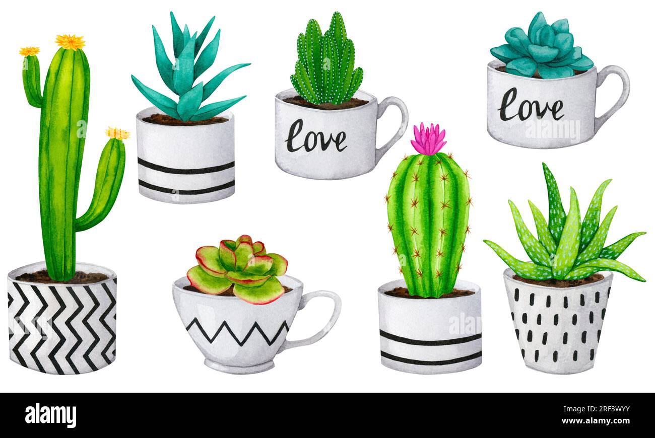 A large set of cacti and succulents in flower pots. Scandinavian, boho ...