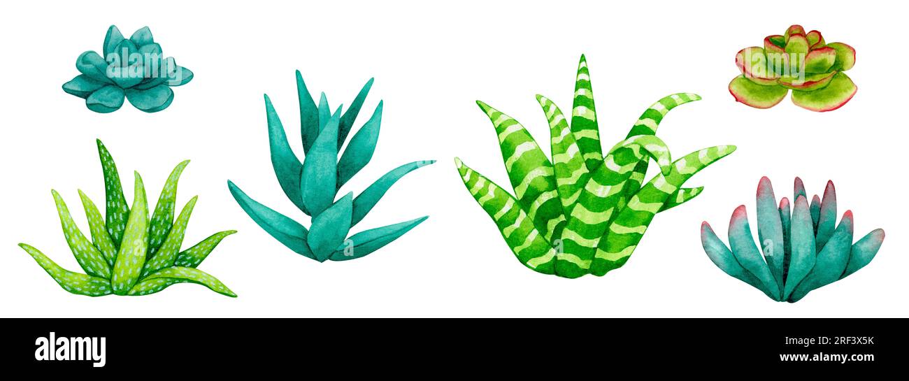 A set of succulents. Scandinavian style, boho. Collection of colorful ...