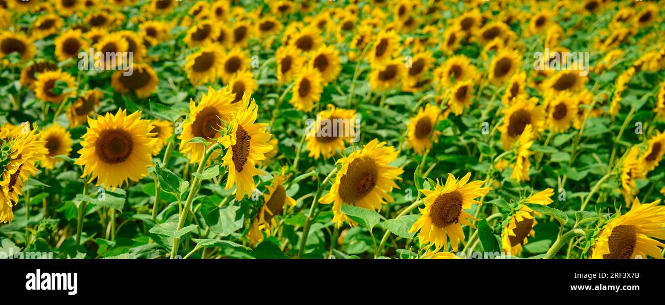 Sunflower field. Blooming sunflowers plantation in agricultural field ...