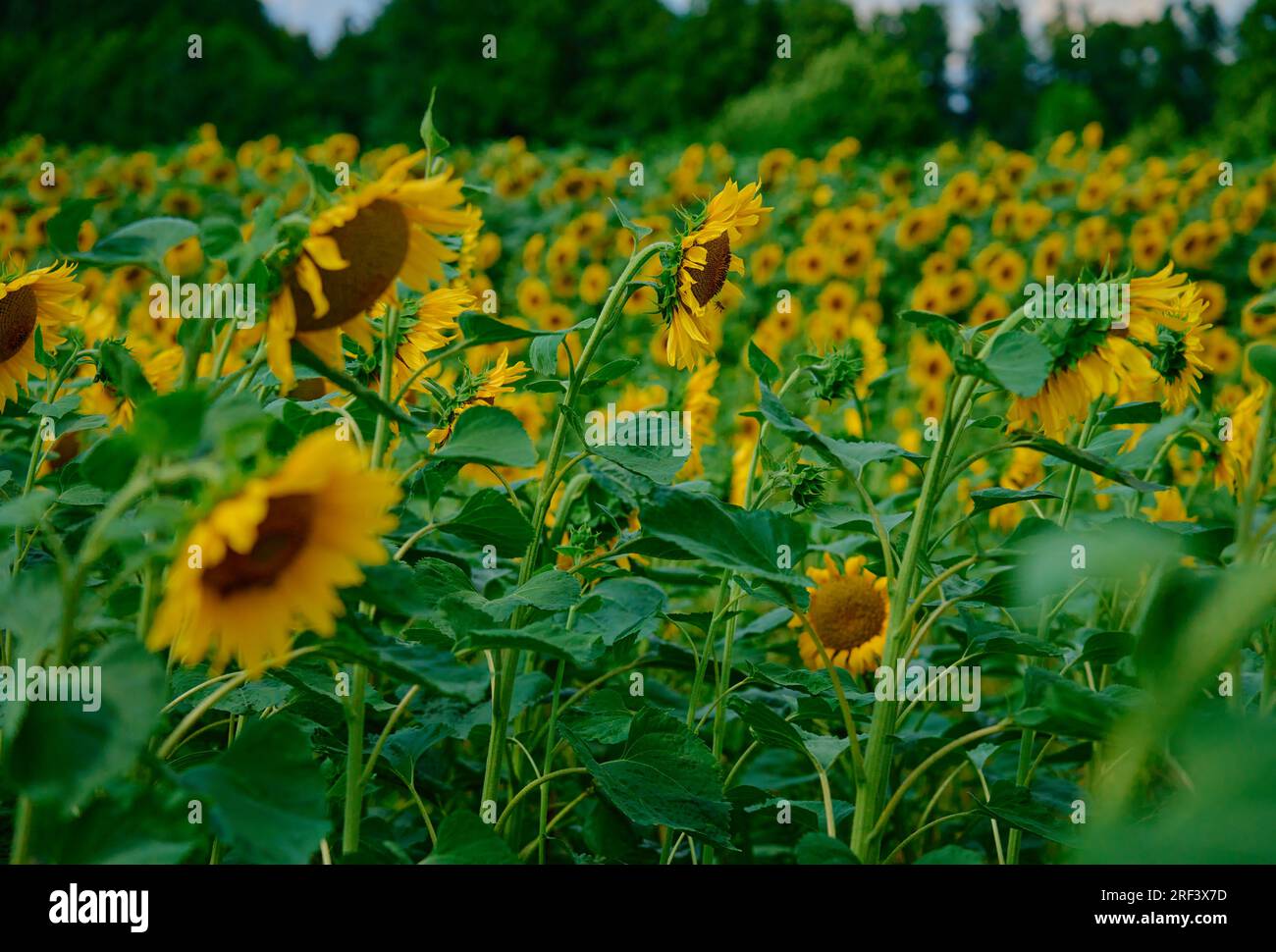 Sunflower field. Blooming sunflowers plantation in agricultural field ...