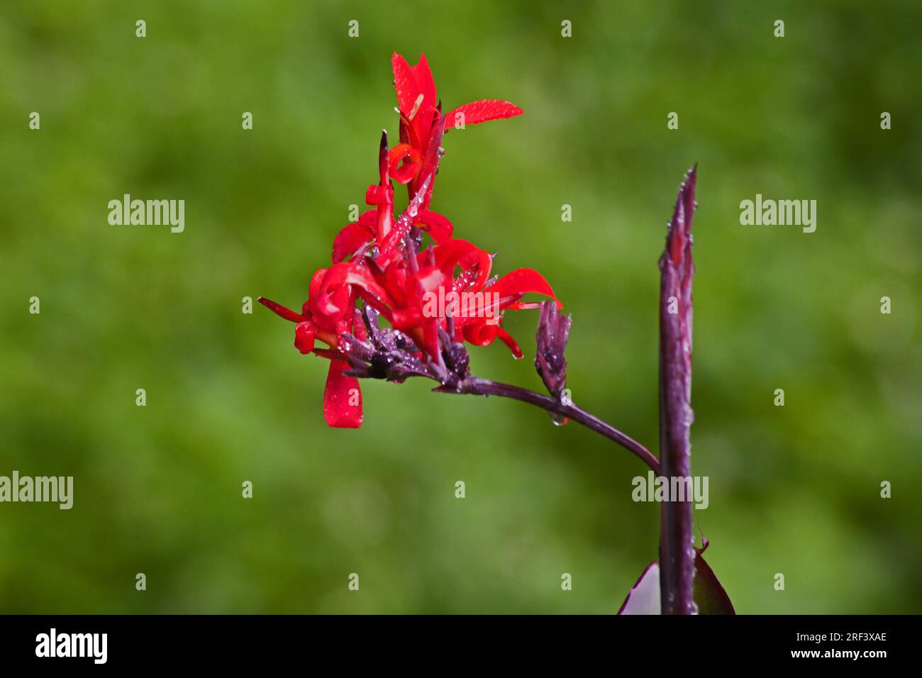 African Arrowroot Canna indica 14051 Stock Photo - Alamy