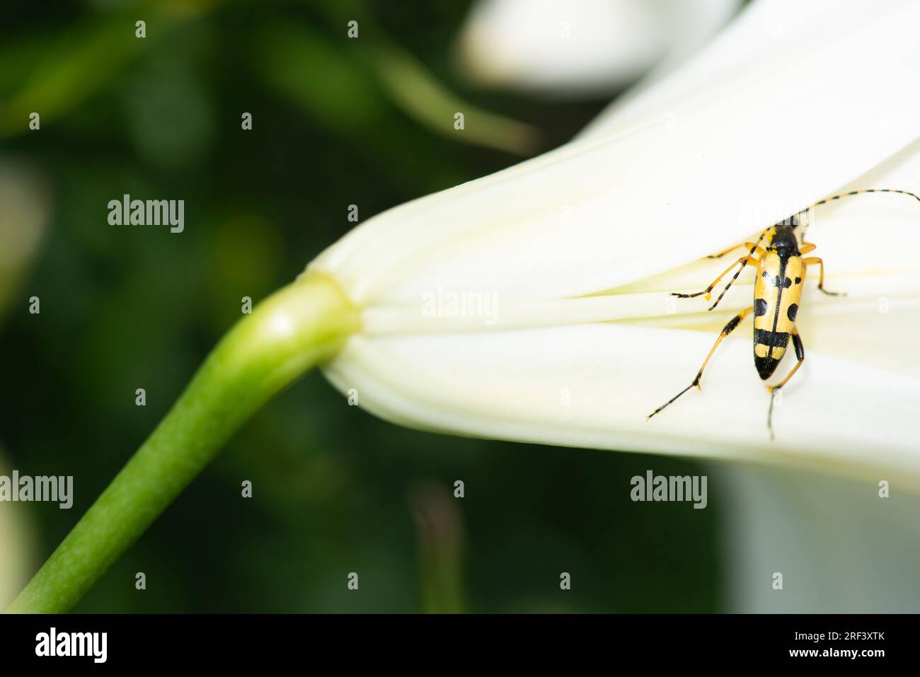 Black & yellow longhorn beetle on lily Stock Photo - Alamy