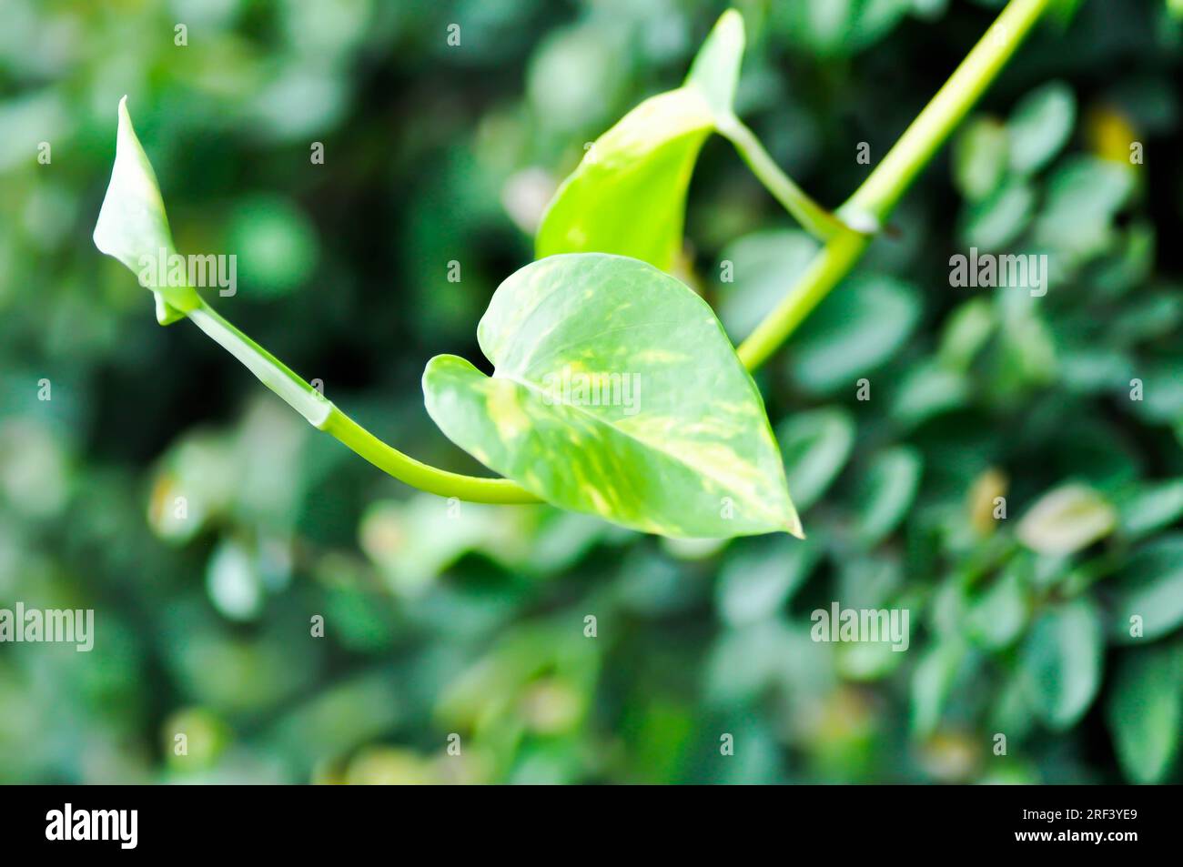 Variegated golden ivy hi-res stock photography and images - Alamy