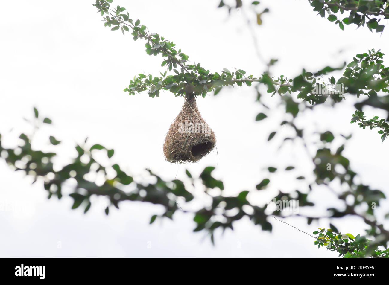 bird nest on the Manila tamarind tree and sky background Stock Photo ...