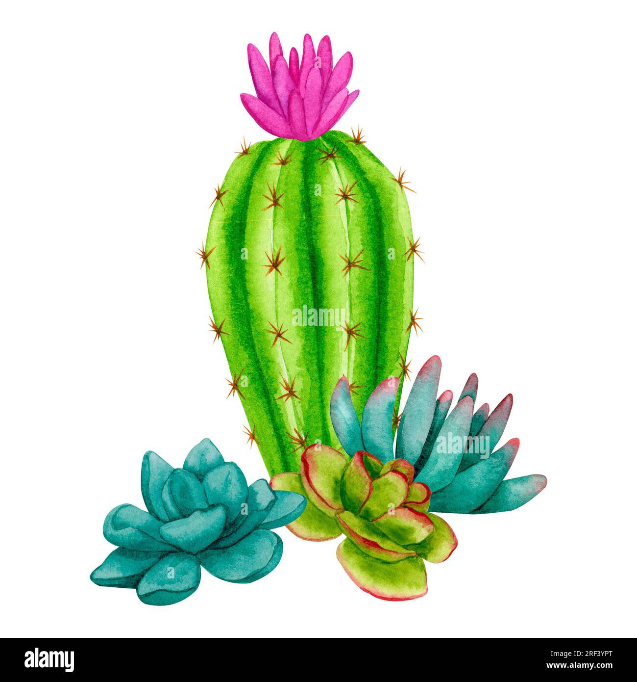 Watercolor composition of cacti and succulents. Colorful hand drawn ...